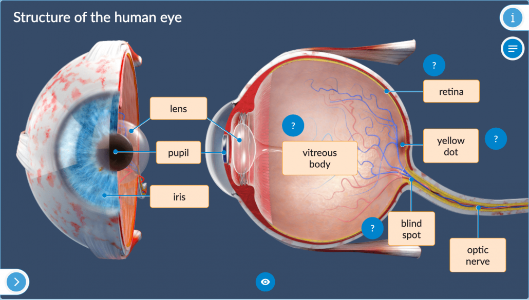 ICONS: Interactive Charts of Natural Science for K12